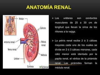 Fisiología renal y anestesia | PPTX