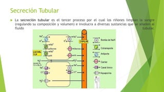 fisiologia renal.pptx