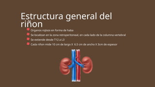 Fisiologia renal escuela de medicina.pptx