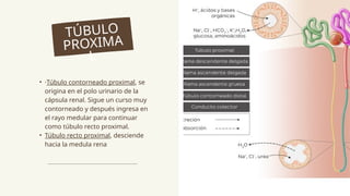 Fisiologia renal escuela de medicina.pptx