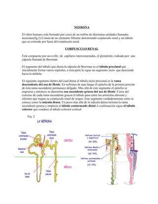 Fisiologia renal enfermeria ust | DOC