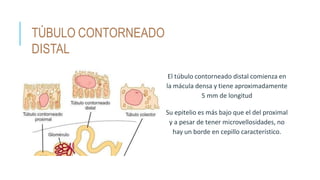 FISIOLOGIA RENAL final .pptx