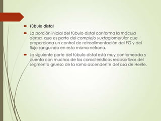 Fisiologia renal ii | PPTX