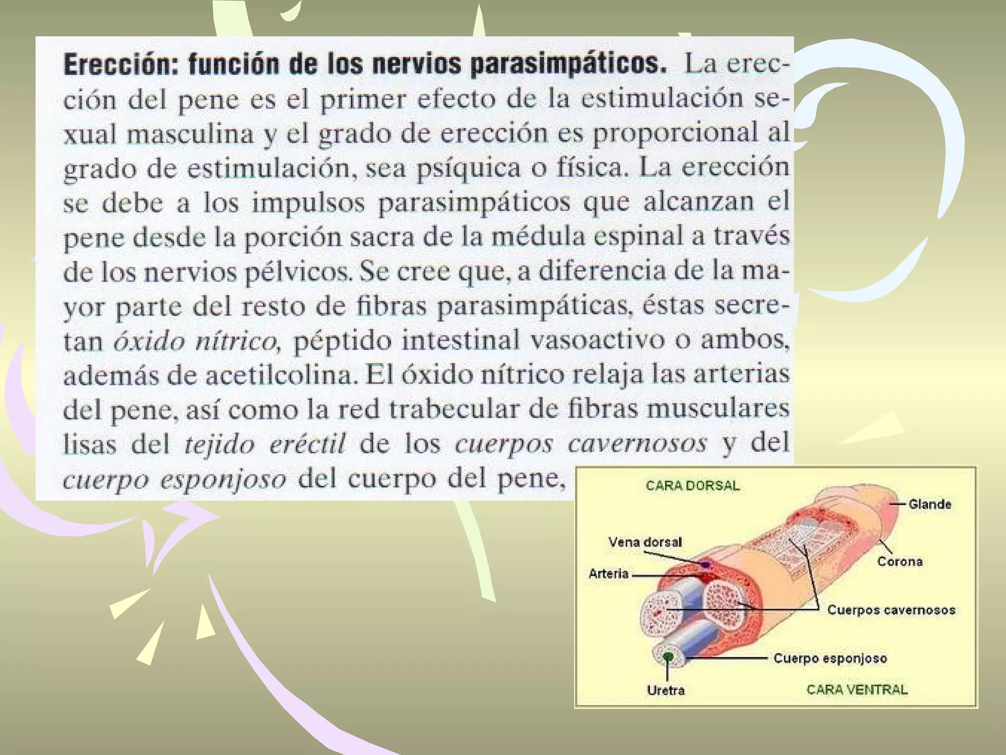 Fisiologia reproductora masculina 22 | PPT