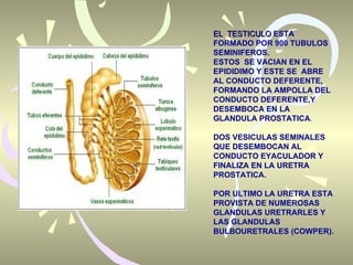 Fisiologia reproductora masculina 22 | PPT