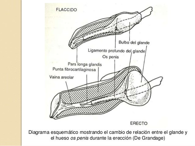 Fisiologia, reproductor macho