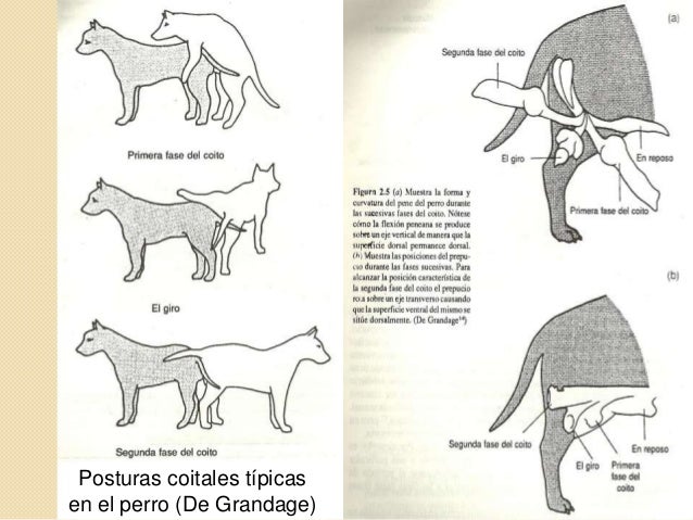 Fisiologia, reproductor macho