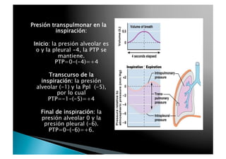 Fisiologia respiratoria | PDF