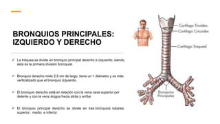 FISIOLOGIA RESPIRATORIA.pptx