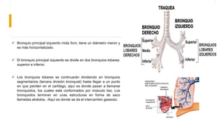 FISIOLOGIA RESPIRATORIA.pptx