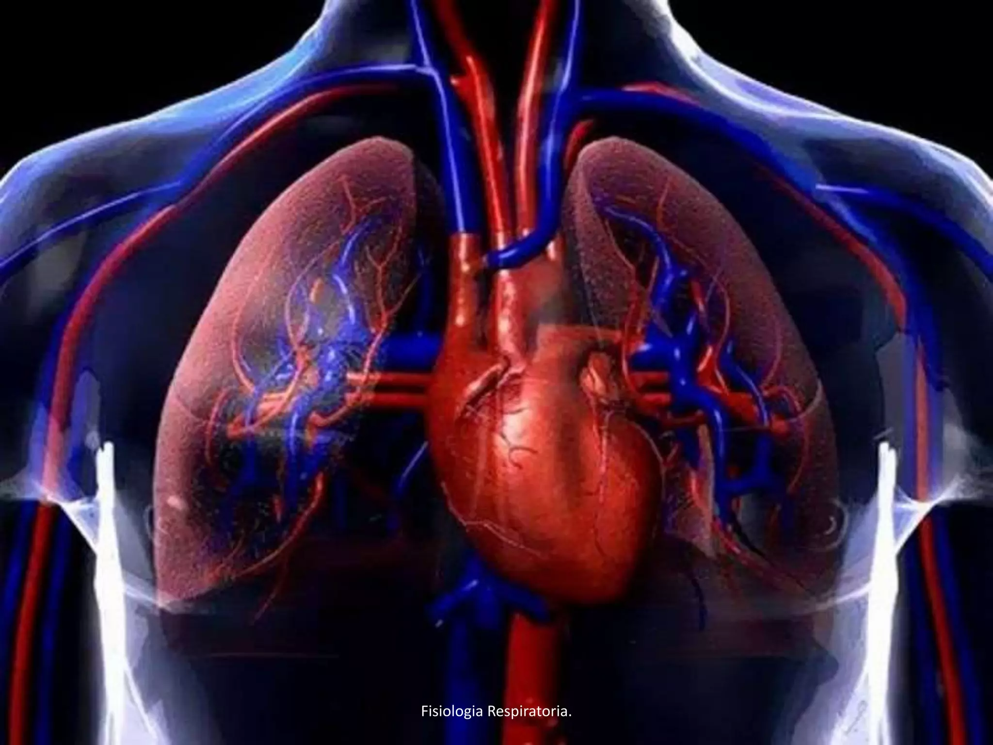 Fisiología respiratoria. | PPT