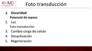Fisiología de la Retina - Retinal physiology | PDF