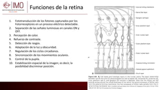 Fisiología de la Retina - Retinal physiology | PDF