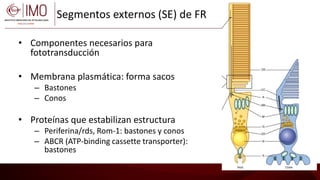 Fisiología de la Retina - Retinal physiology | PDF
