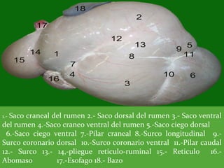 Fisiologia ruminal................ | PPT