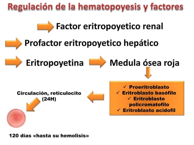 Funciones Generales de la Sangre y Globulos Rojos Funciones Generales de la Sangre y Globulos Rojos