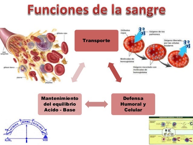 Funciones Generales de la Sangre y Globulos Rojos Funciones Generales de la Sangre y Globulos Rojos