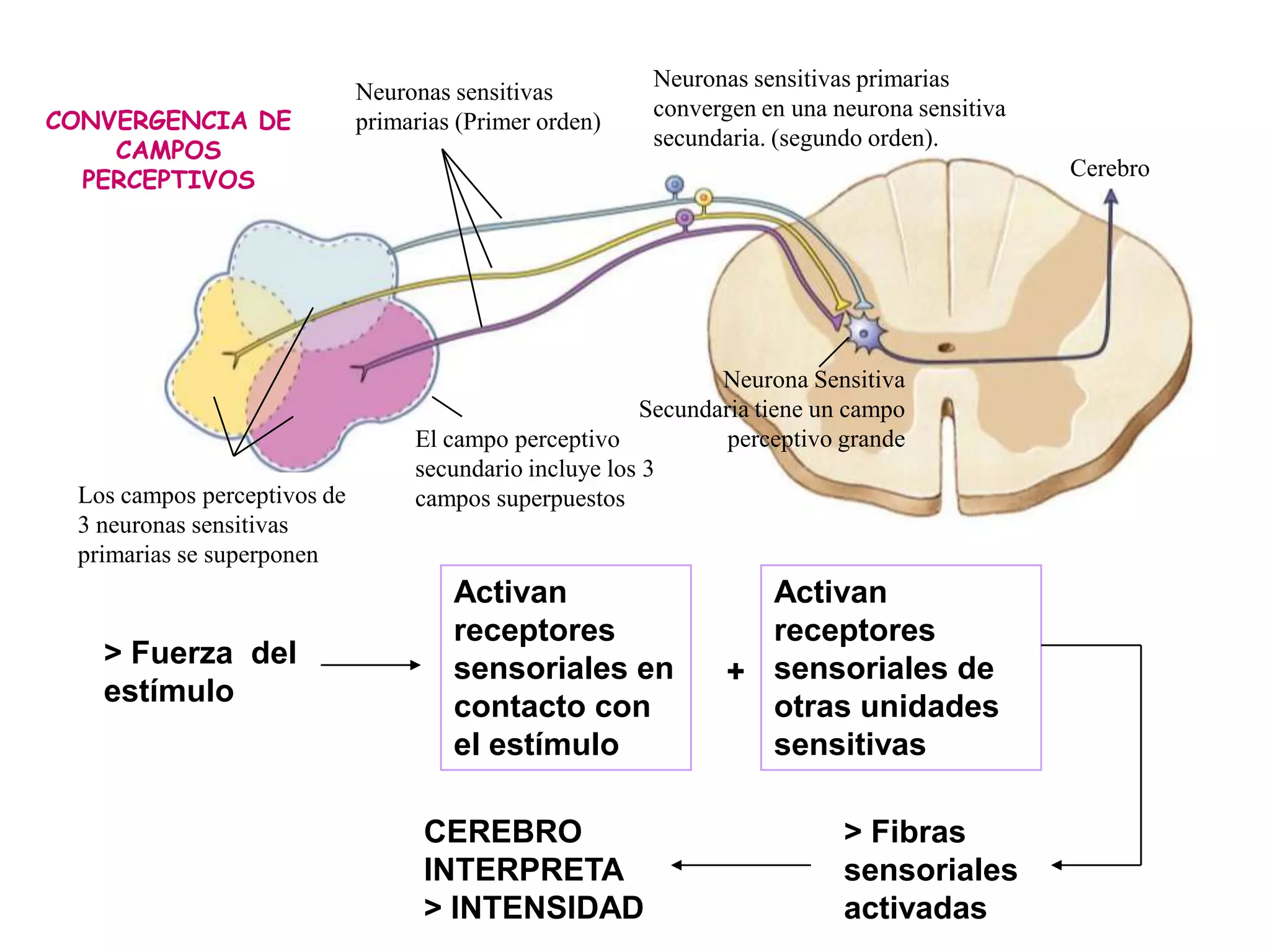 Fisiologia Sensorial
