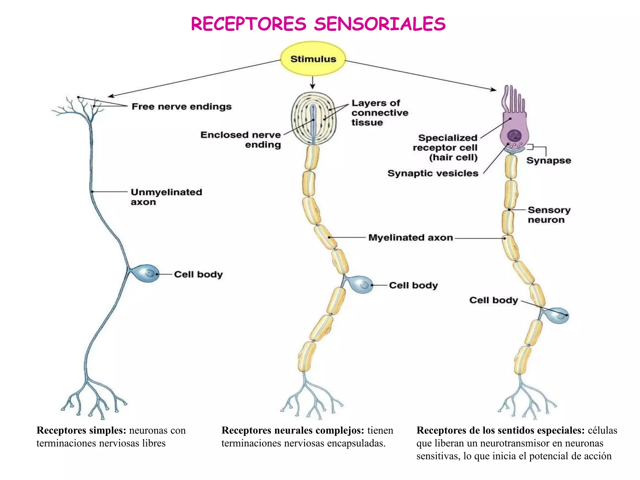 Fisiologia Sensorial