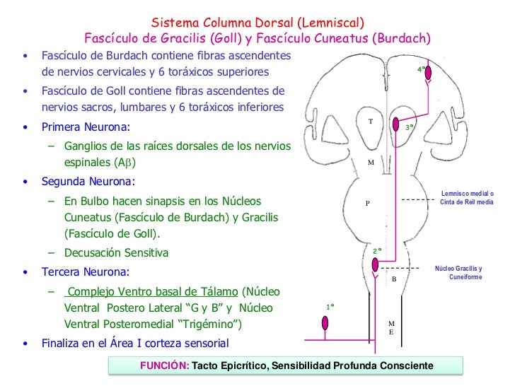 Fisiologia Sensorial