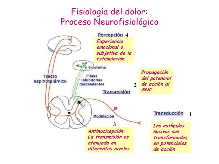 Fisiologia Sensorial