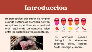 FISIOLOGÍA SENTIDO DEL GUSTO. Explicación del sentido del gusto en ...