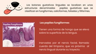 FISIOLOGÍA SENTIDO DEL GUSTO. Explicación del sentido del gusto en ...