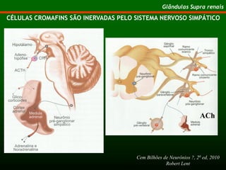 Fisiologia sistema endócrino suprarenais | PDF