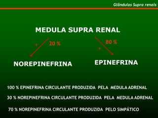 Fisiologia sistema endócrino suprarenais | PDF