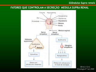 Fisiologia sistema endócrino suprarenais | PDF