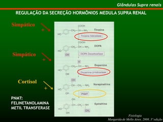 Fisiologia sistema endócrino suprarenais | PDF