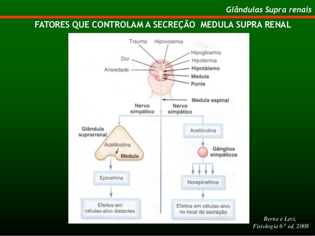 Fisiologia sistema endócrino suprarenais