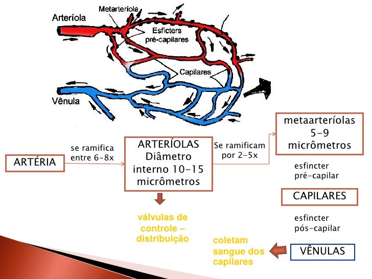 Fisiologia vascular