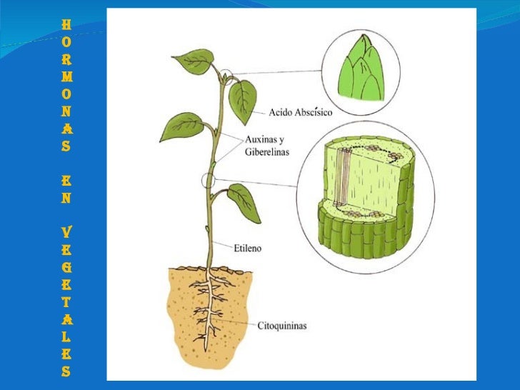 Aula Fisiologia Vegetal