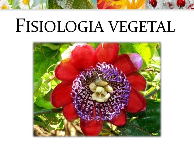 Fisiologia vegetal