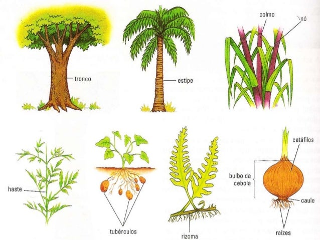 Fisiologia vegetal