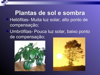 Slides da aula de Biologia (Renato) sobre Fisiologia Vegetal | PPT
