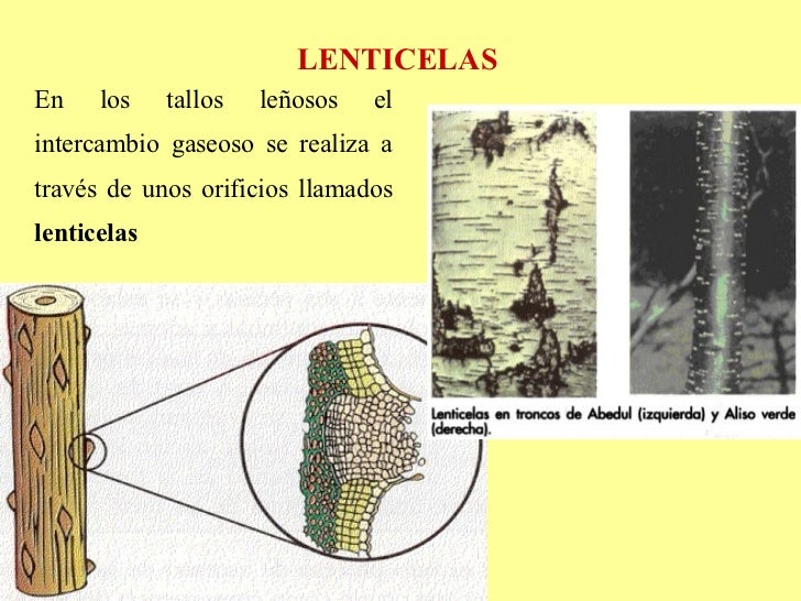 Fisiologia vegetal II: Nutrición