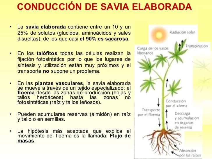 Fisiologia vegetal III: Nutrición