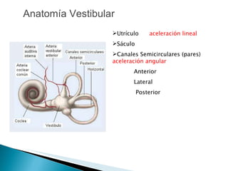 Fisiologia vestibular | PPT