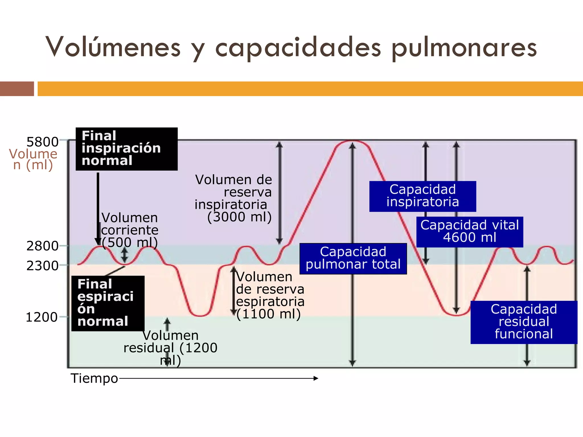 Anatomía y fisiología del aparato respiratorio | PPT