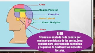 Repaso Fisiología y anatomia. Socorrismo acuático. | PDF