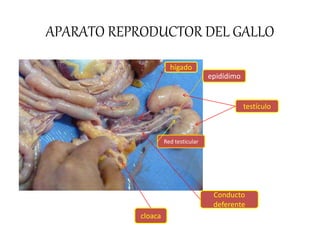 Fisiologia y anatomia de las aves | PPTX