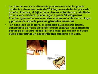 Fisiologia y anatomia de la vaca | PPT