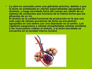 Fisiologia y anatomia de la vaca | PPT