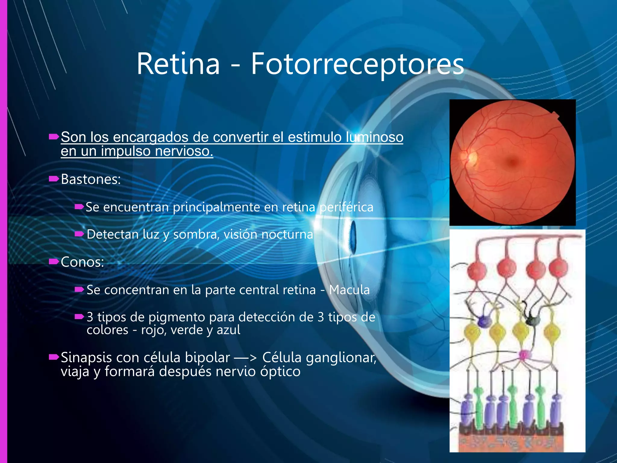 fisiologia_y_anatomia_de_ojo[1].pptx