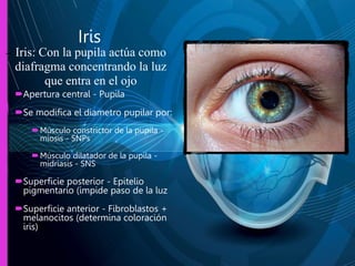 fisiologia_y_anatomia_de_ojo[1].pptx