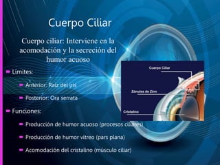 fisiologia_y_anatomia_de_ojo[1].pptx