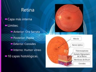 fisiologia_y_anatomia_de_ojo[1].pptx