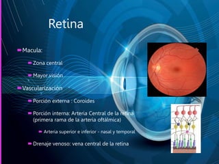 fisiologia_y_anatomia_de_ojo[1].pptx